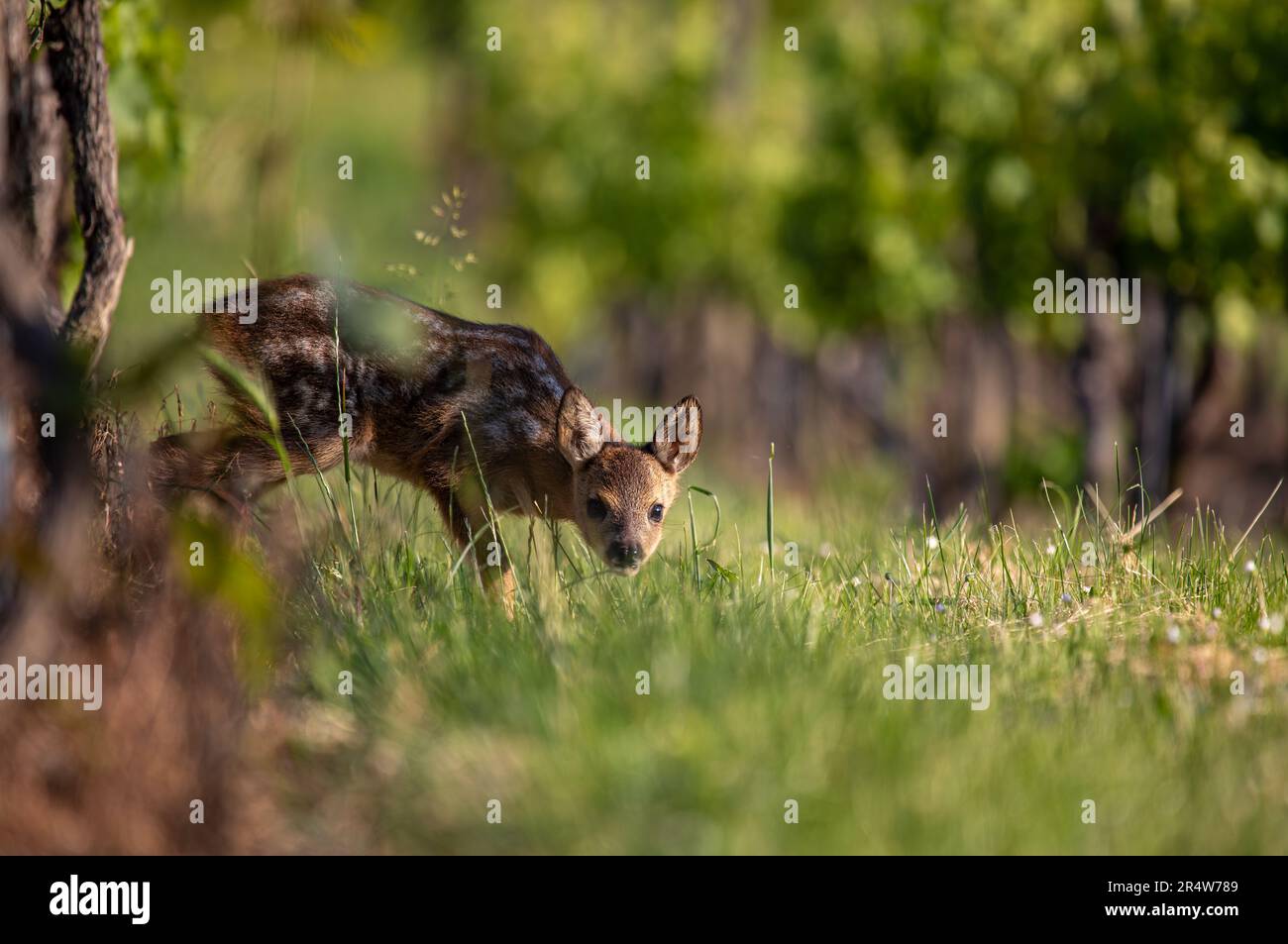 European roe deer fawn - Capreolus capreolus - standing in a vineyard ...