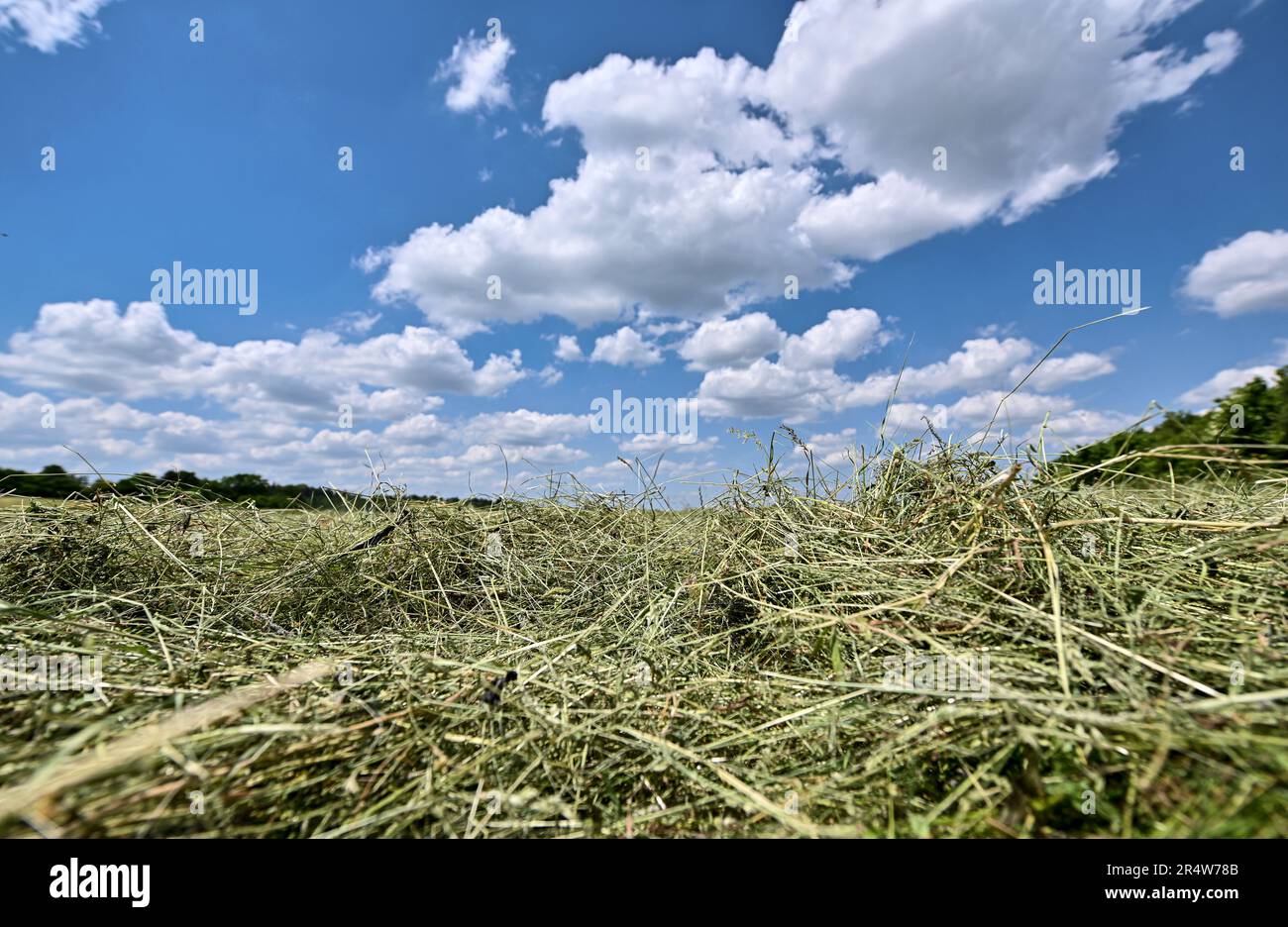 Philipp grass hi-res stock photography and images - Alamy