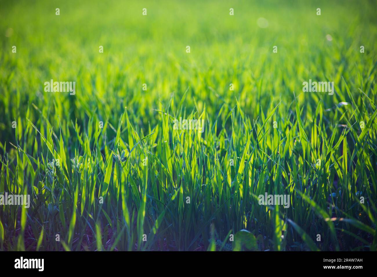Fresh green grass on a sunny summer day close-up. Beautiful natural ...