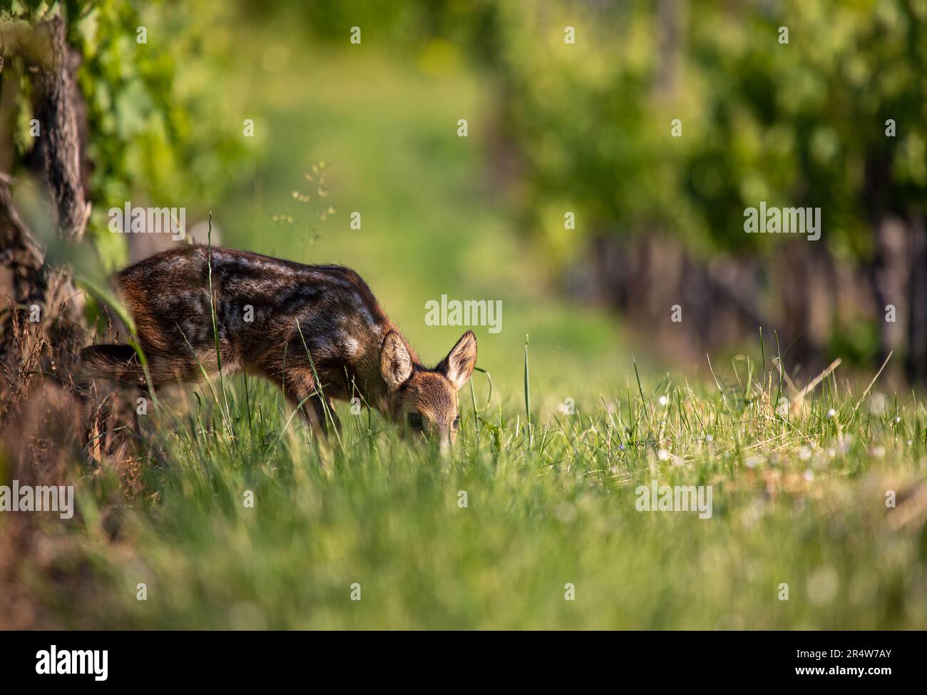 European roe deer fawn - Capreolus capreolus - standing in a vineyard ...