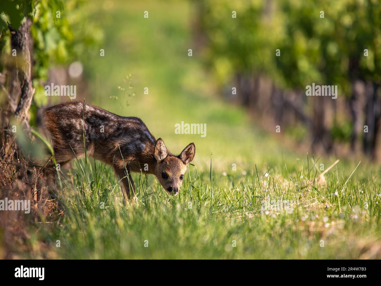 European roe deer fawn - Capreolus capreolus - standing in a vineyard ...