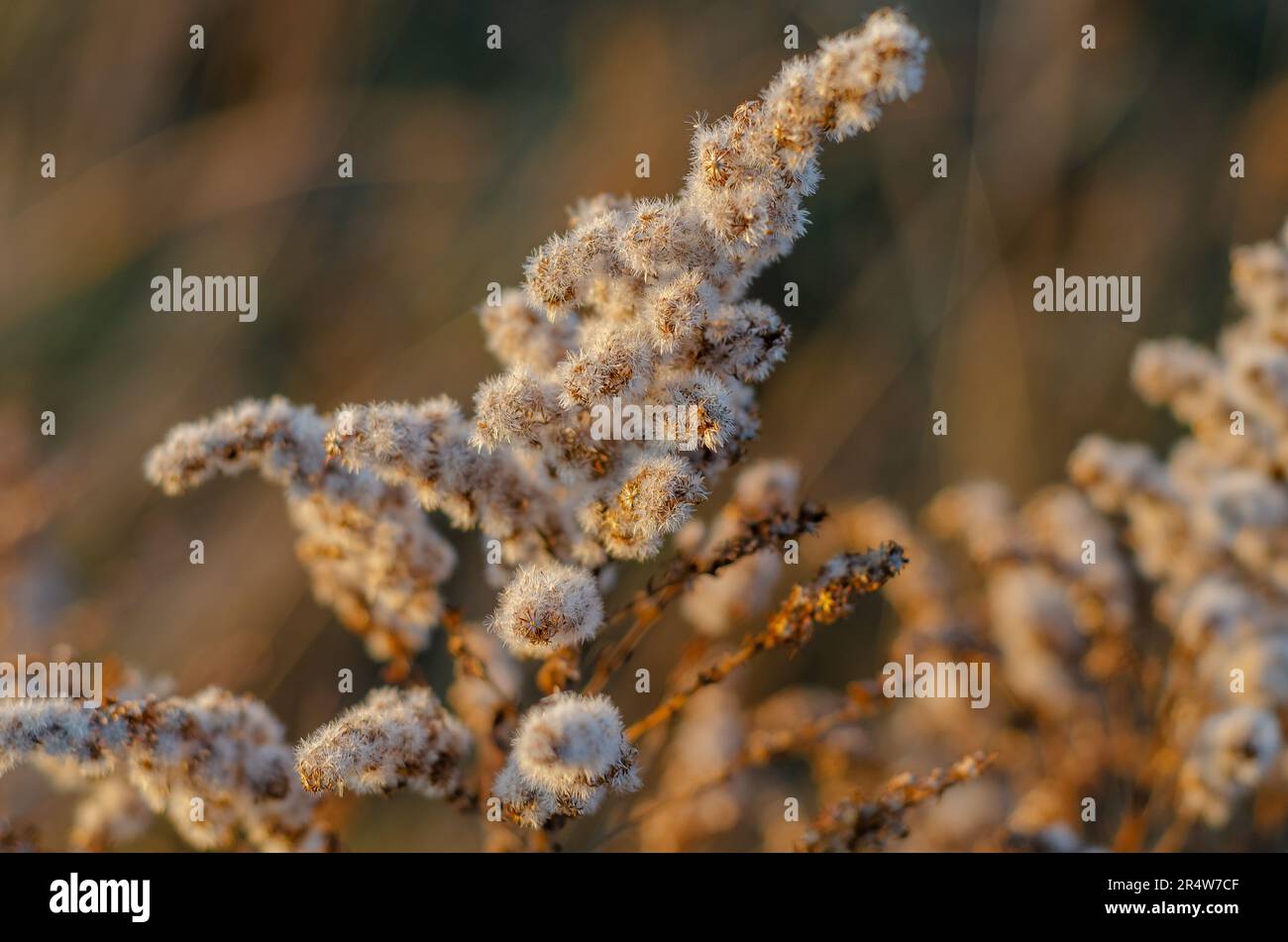 Dry reed inflorescences at sunset in evening Stock Photo - Alamy