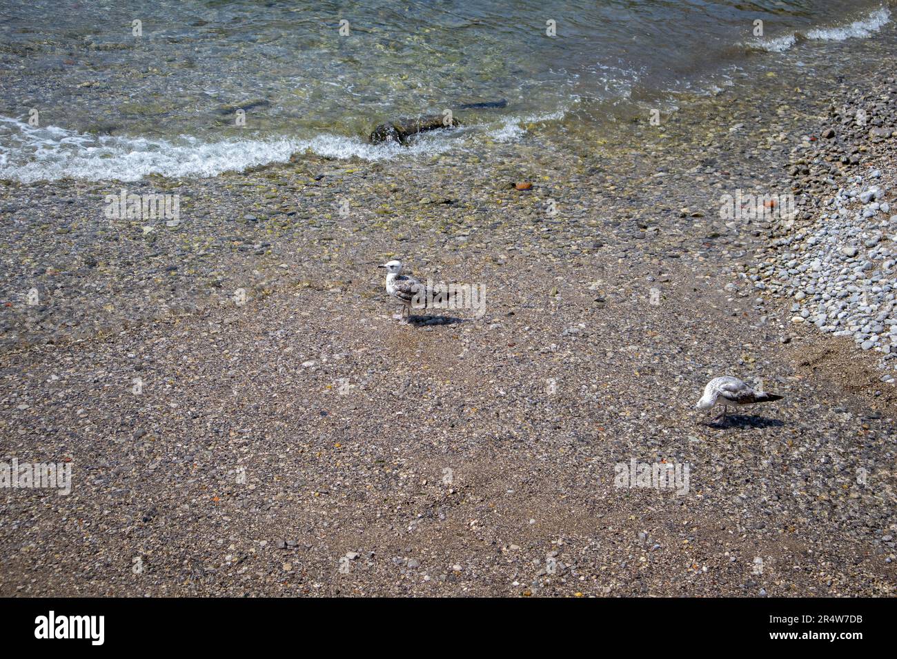 Birds seagulls on sand hi-res stock photography and images - Alamy