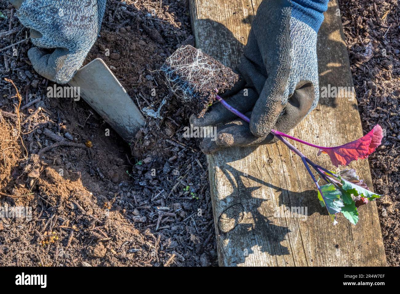 Purple sprouting summer broccoli hi-res stock photography and images ...