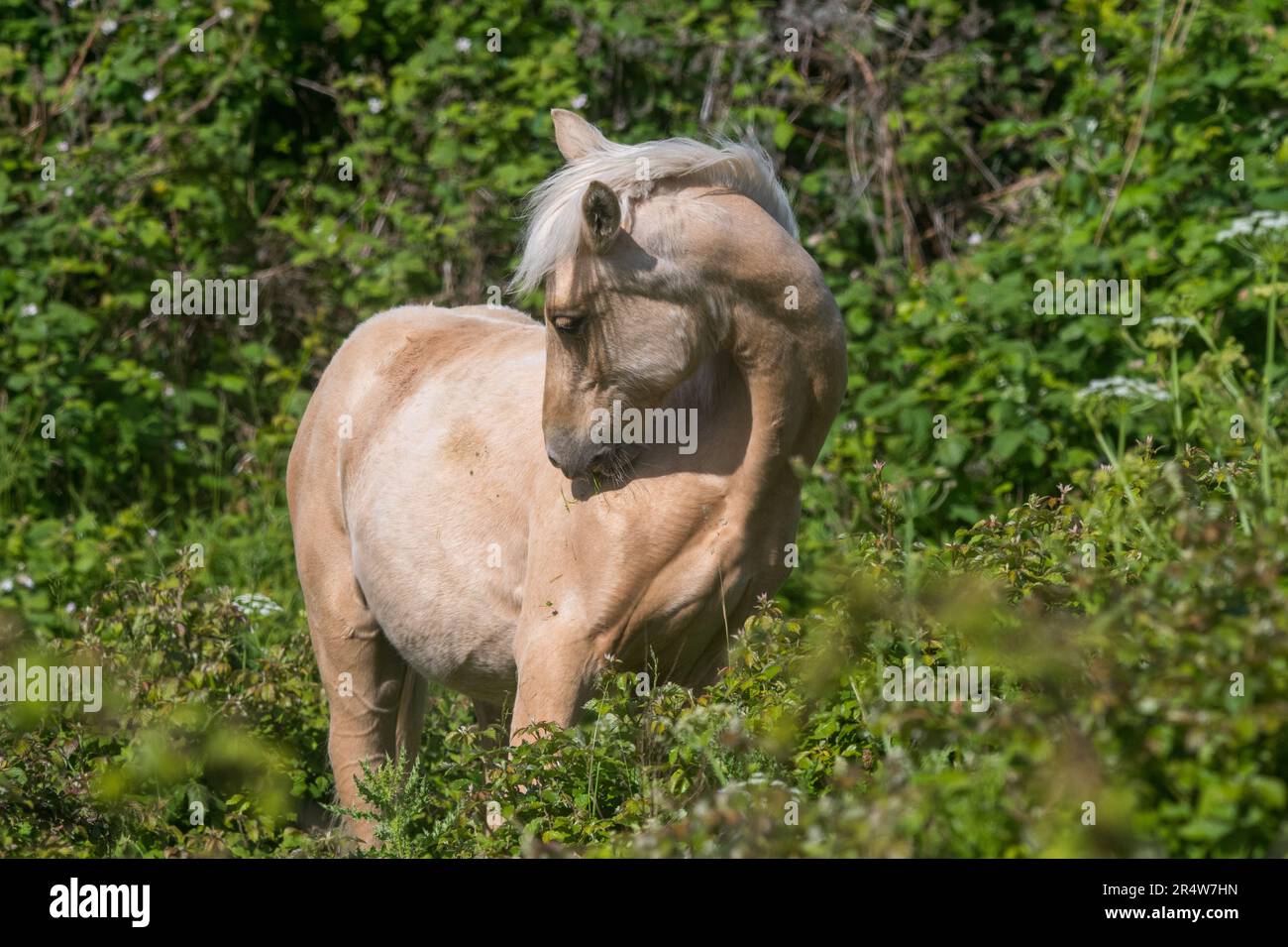 Welsh pony grazing hi-res stock photography and images - Alamy