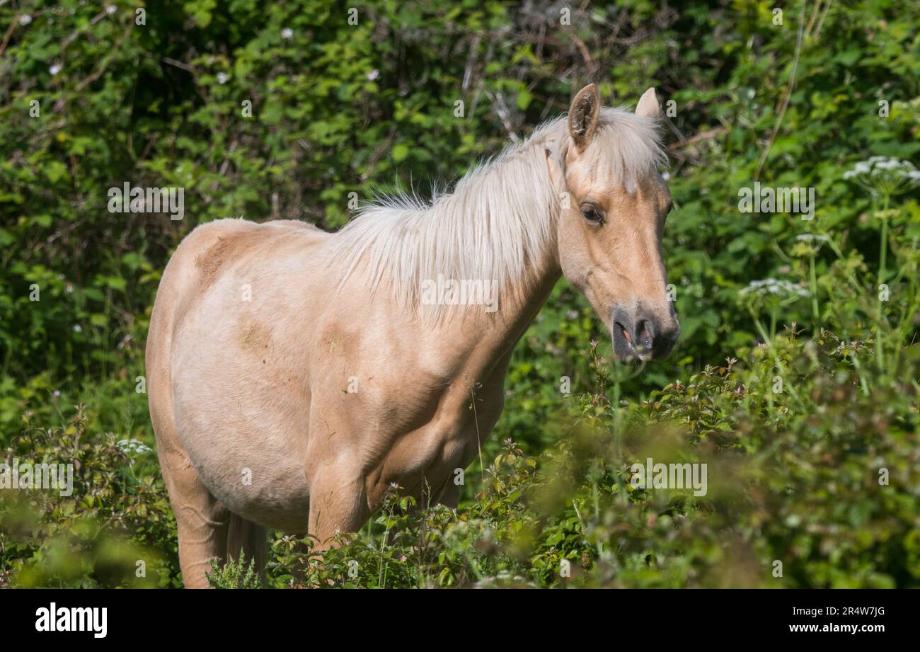 Carneddau pony close up hi-res stock photography and images - Alamy