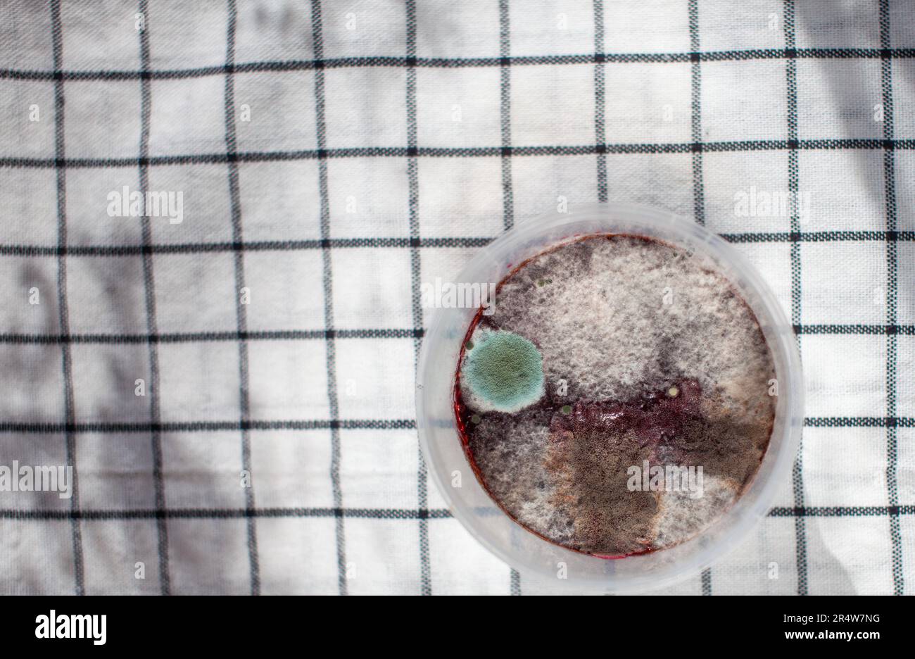 Mold in a raspberry jam jar. Dangerous for health. round mold blue ...