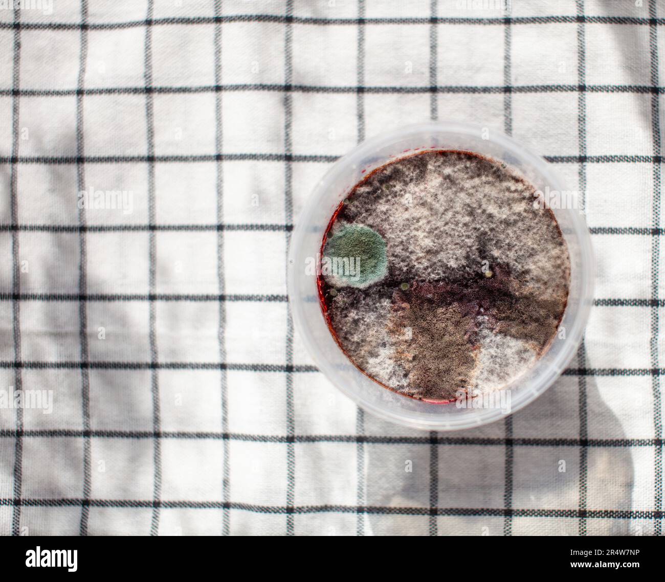 Mold in a raspberry jam jar. Dangerous for health. round mold blue ...