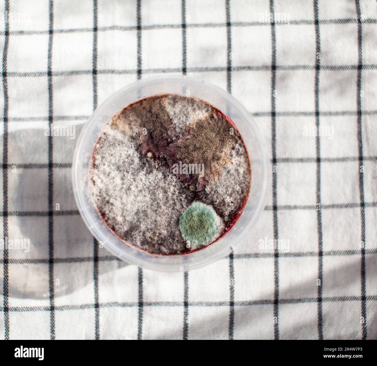 Mold in a raspberry jam jar. Dangerous for health. round mold blue ...