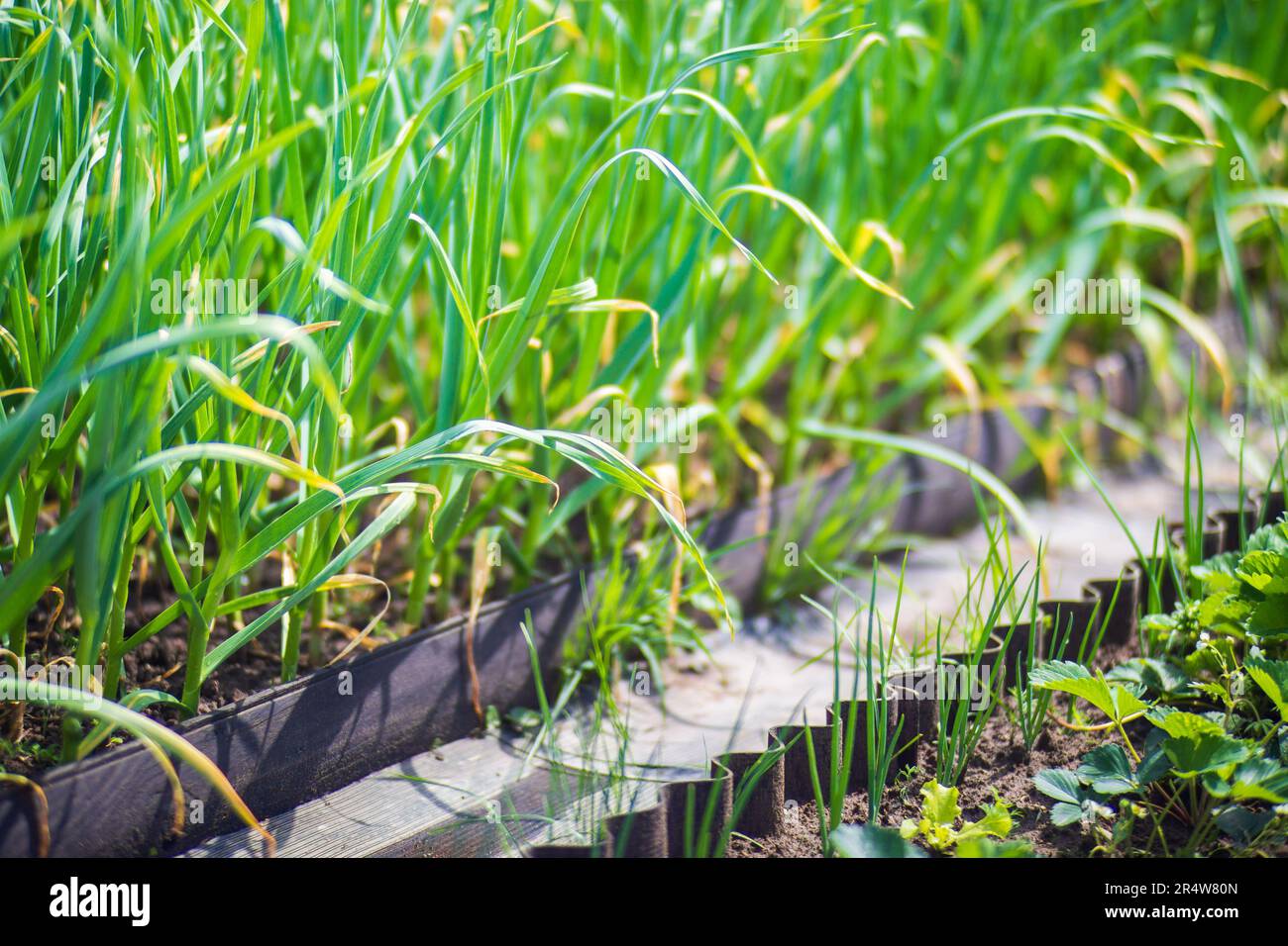 Crops planted in soil get ripe under sun. Cultivated land close up with ...