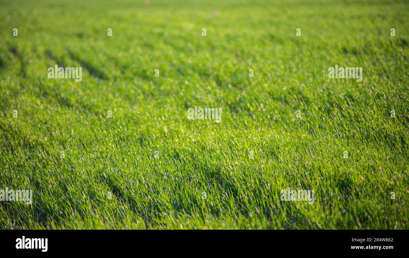 Fresh green grass on a sunny summer day close-up. Beautiful natural ...