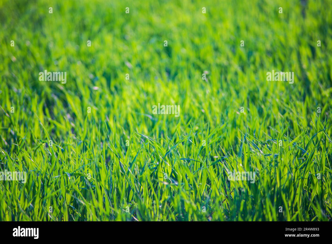 Fresh green grass on a sunny summer day close-up. Beautiful natural ...