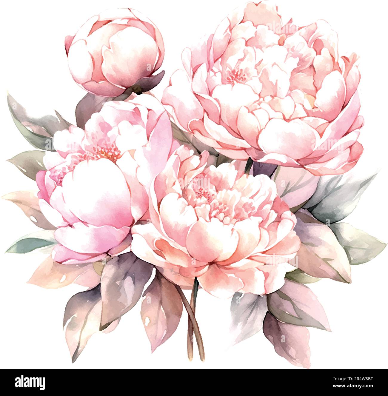 Peonies Watercolor Flowers