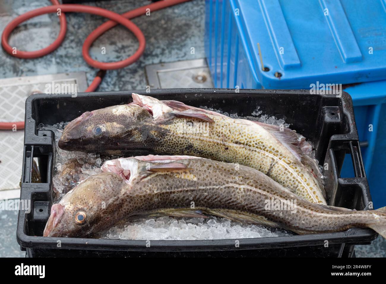 Fish processing plant hi-res stock photography and images - Alamy