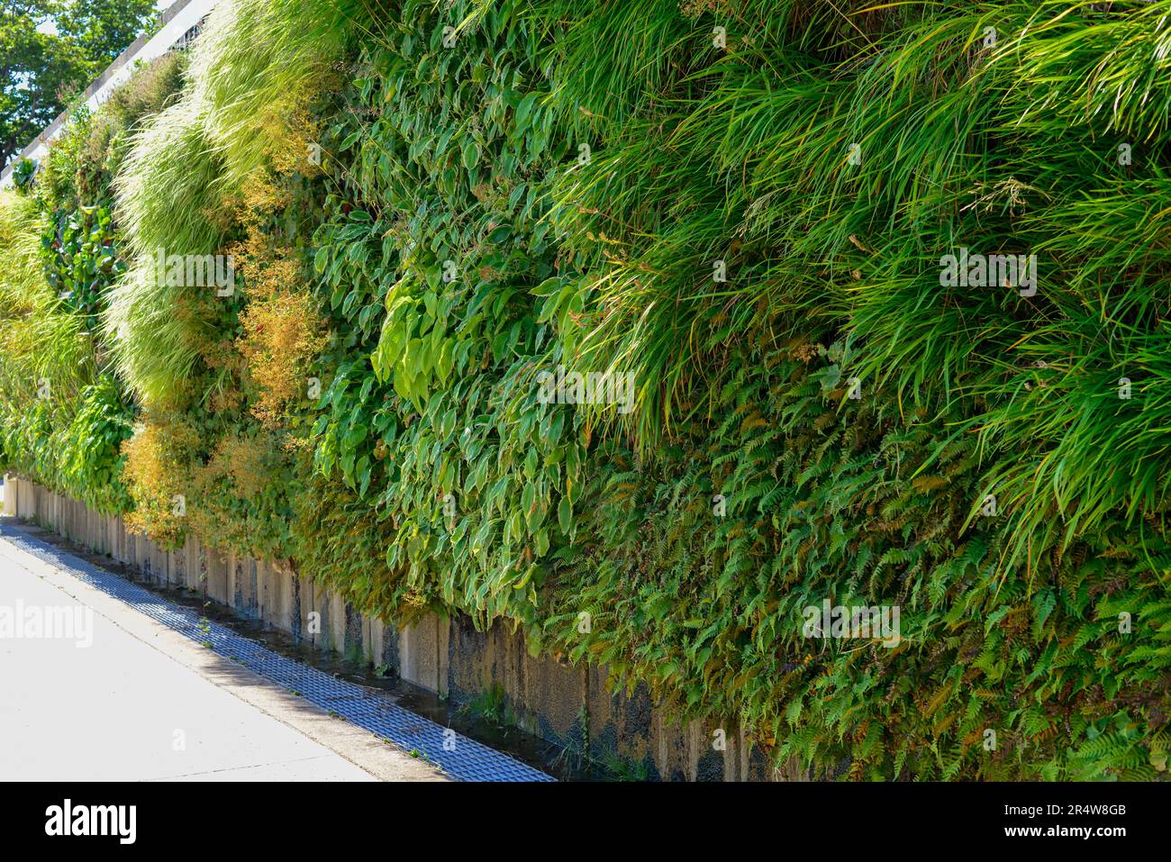 Exterior living wall in a cold climate on a vertical wall of a building ...