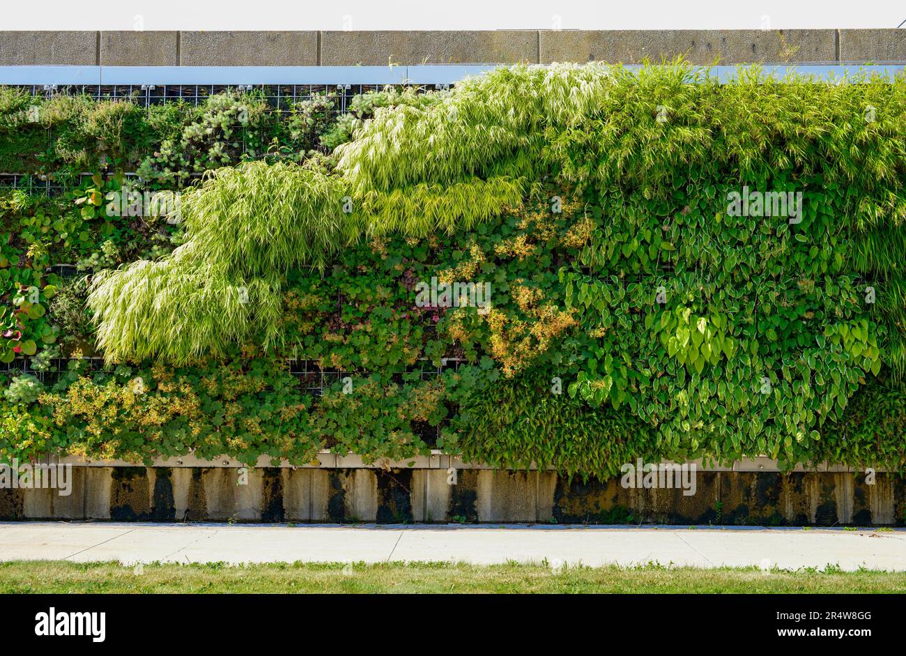 Exterior living wall in a cold climate on a vertical wall of a building ...