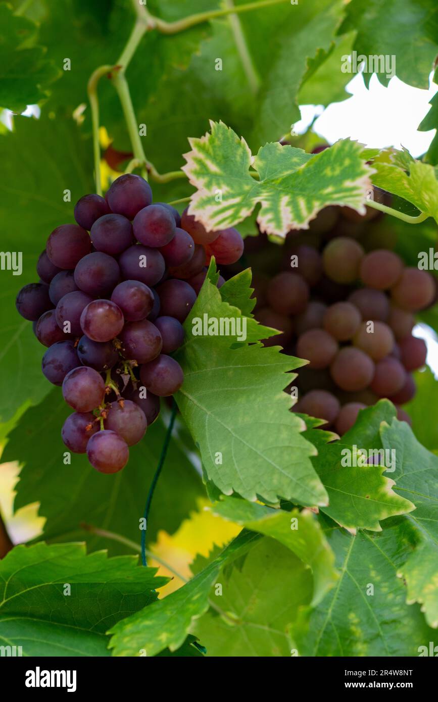 A single cluster of vibrant lush green and purple color organic seedless grapes growing and ...