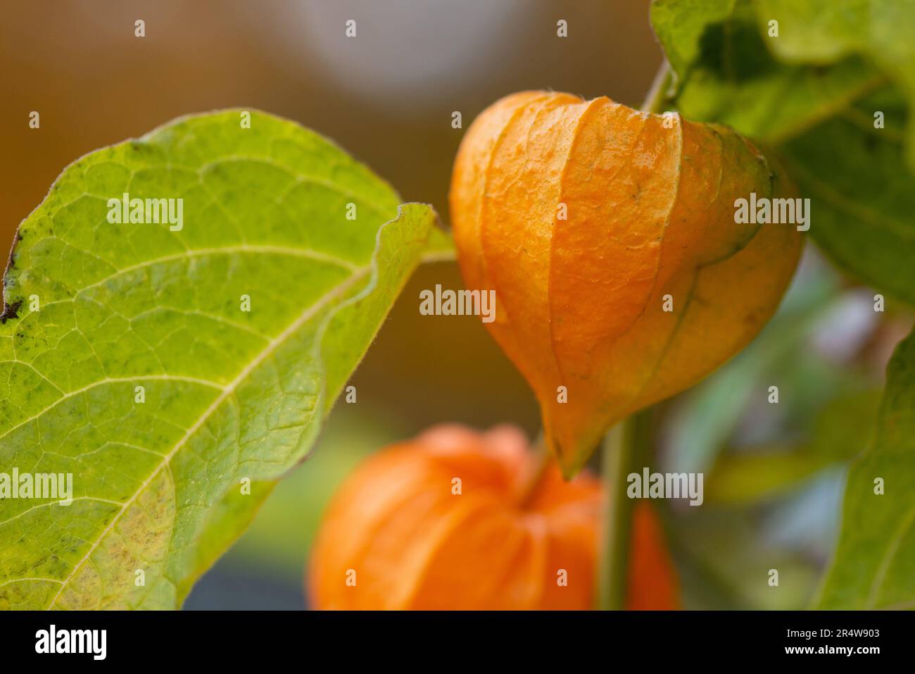 A close-up of Chinese lantern flowers known as bladder cherry flowers ...