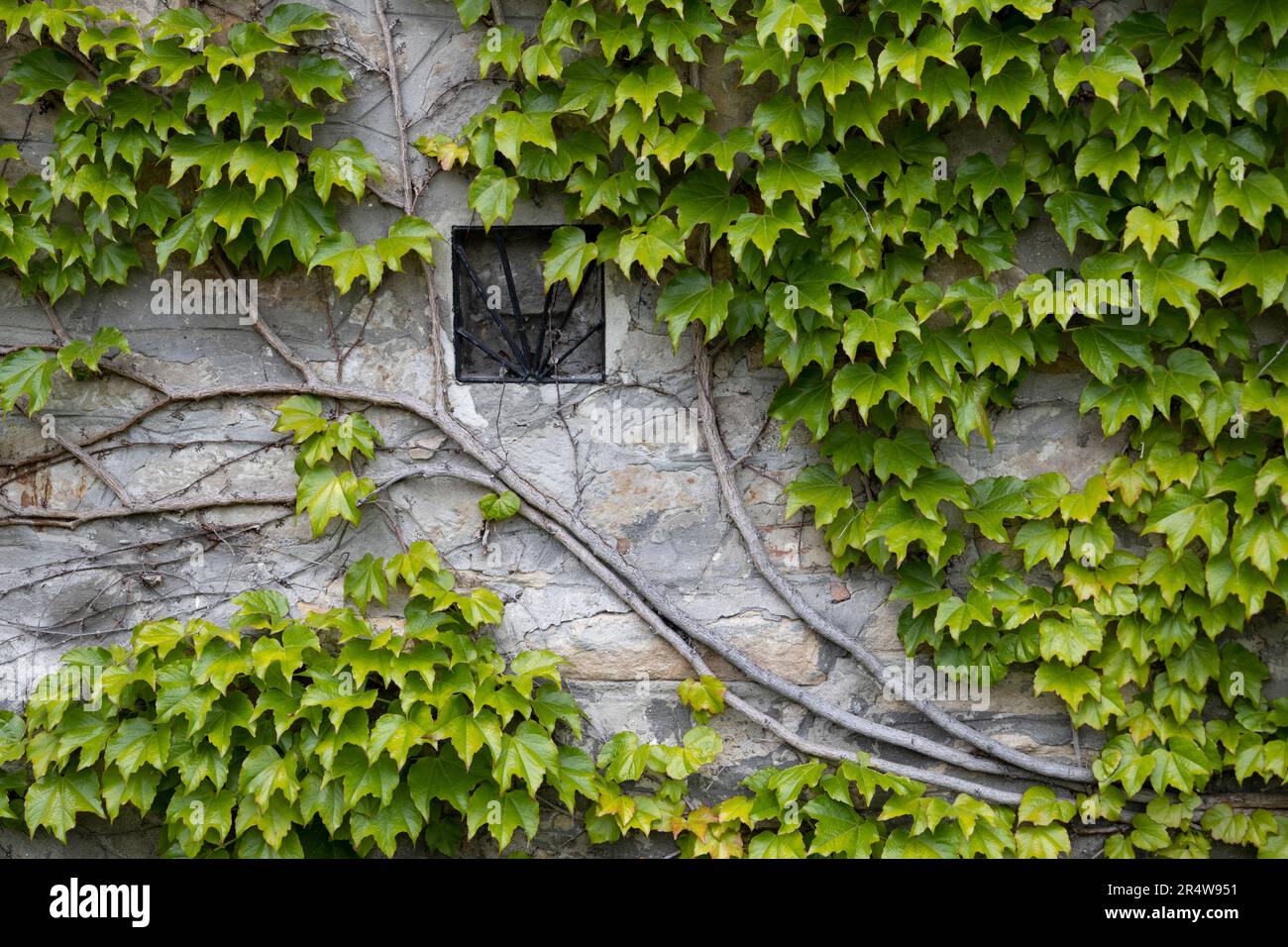 Green wild grape leaves covered the walls of the old building with a ...