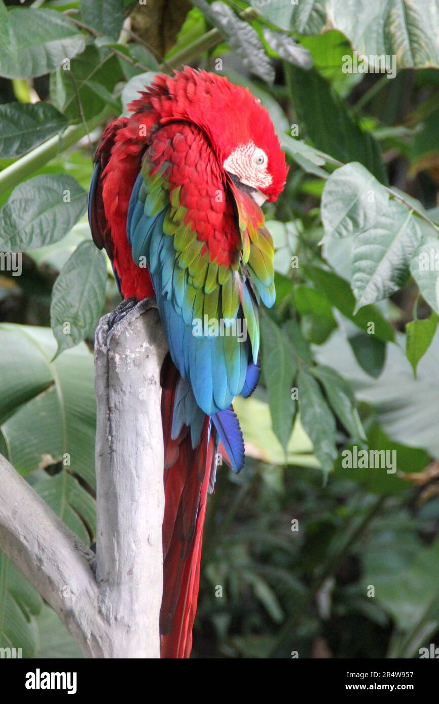 Birds self cleaning hi-res stock photography and images - Alamy