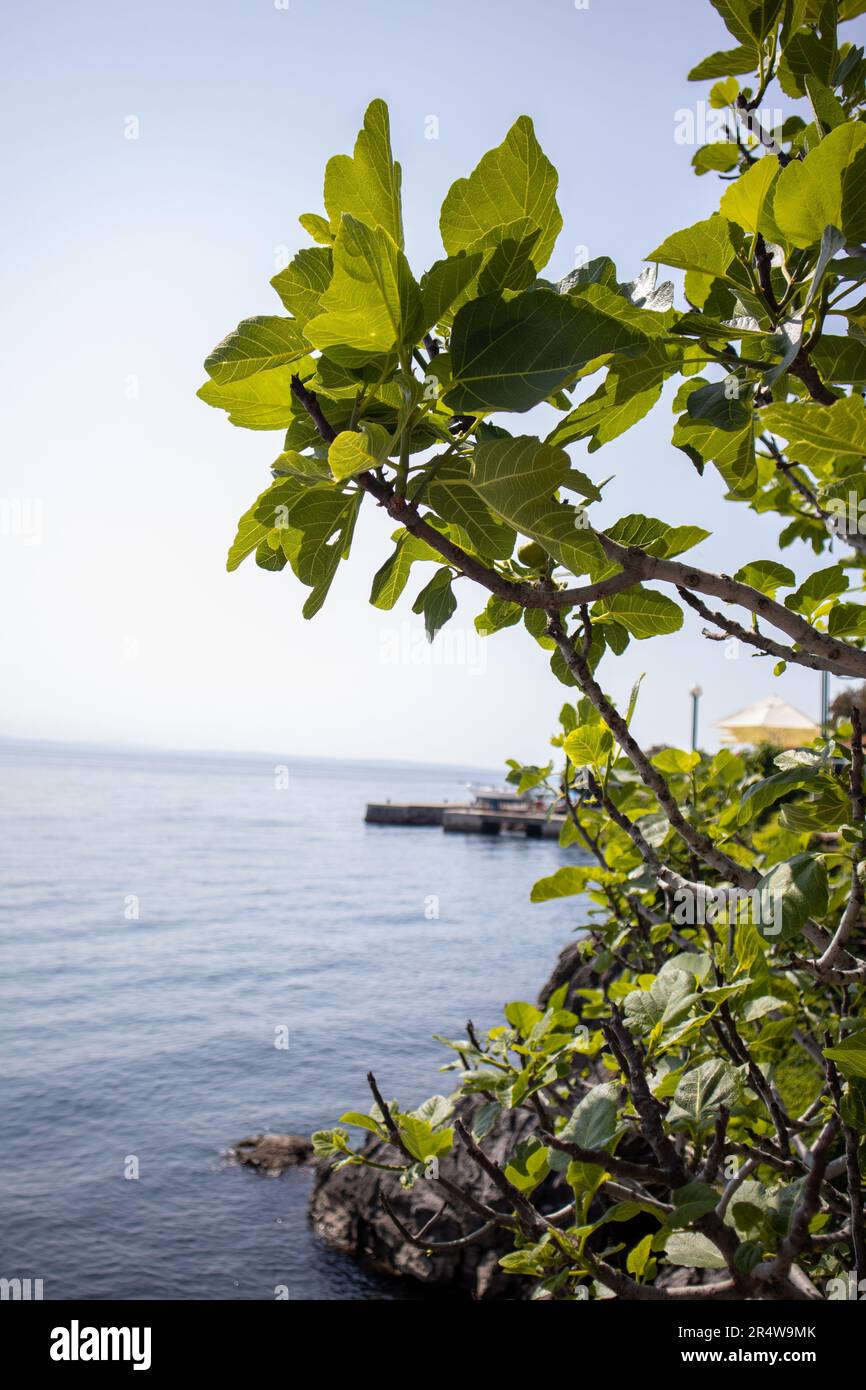 Fig tree and open sky hi-res stock photography and images - Alamy