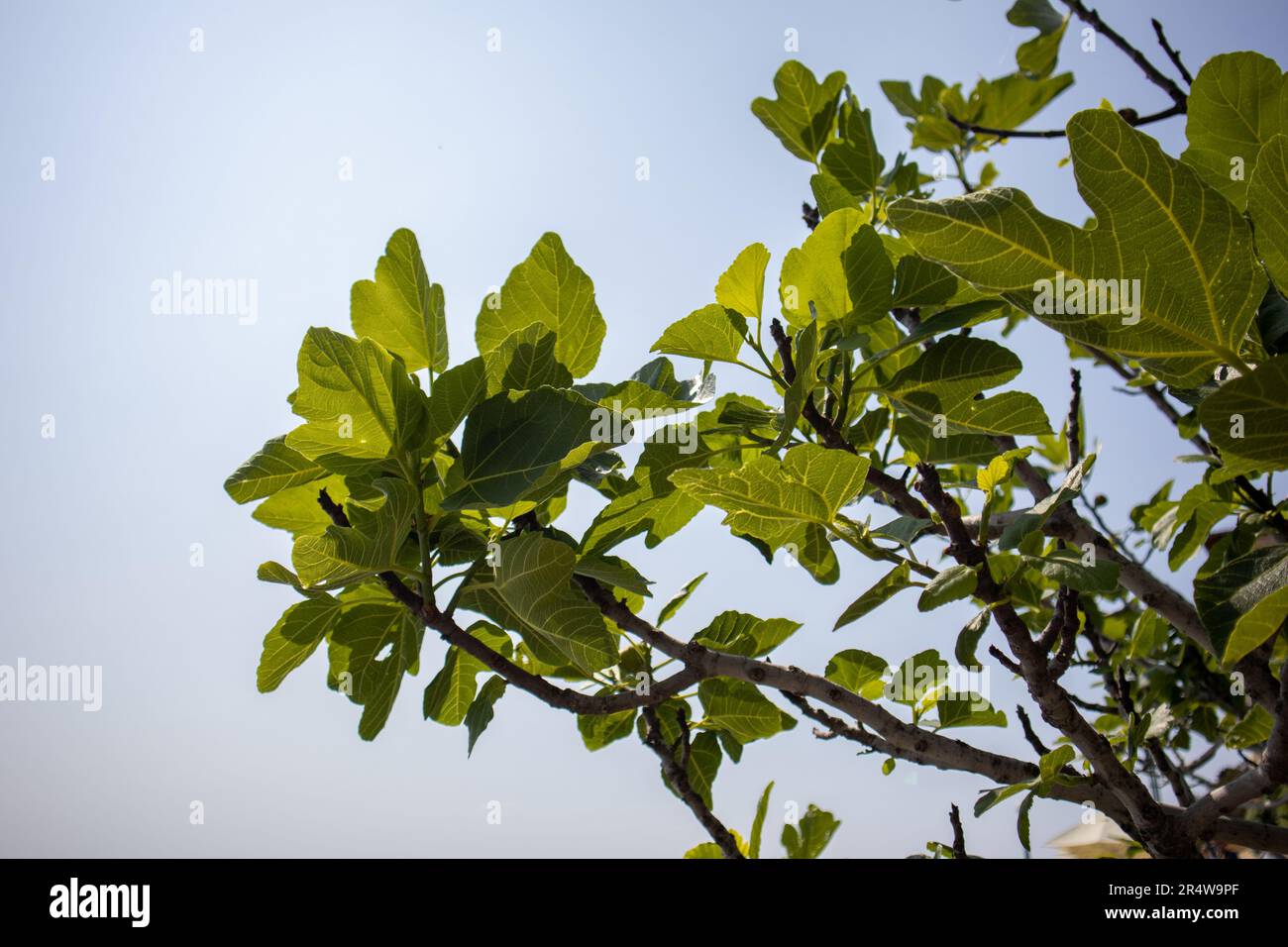 Sea fig tree hi-res stock photography and images - Alamy