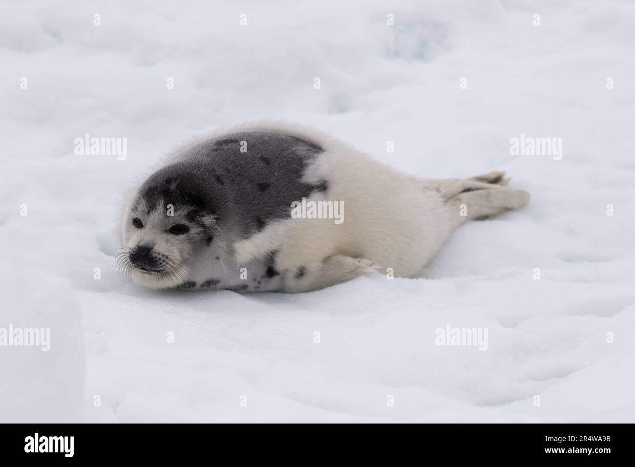 A small baby white coat harp seal or harbor seal floating on white snow ...