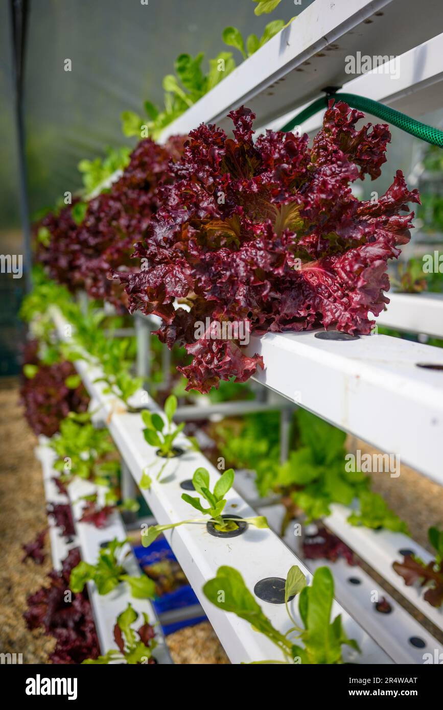 Red and green lettuce varieties growing in a hydroponics dome Stock ...