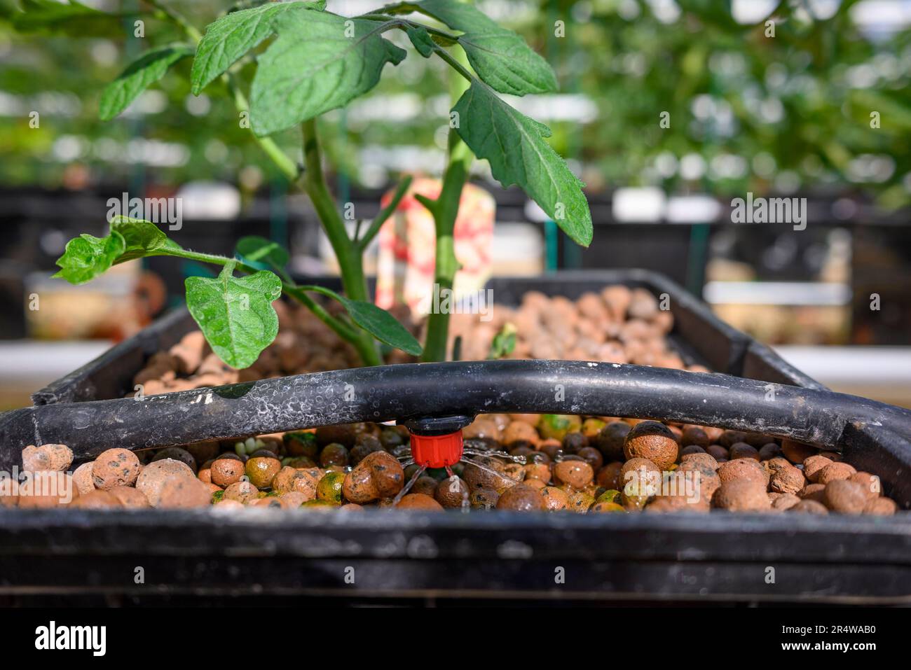 Tomato plant being watered in a hydroponics dome Stock Photo - Alamy