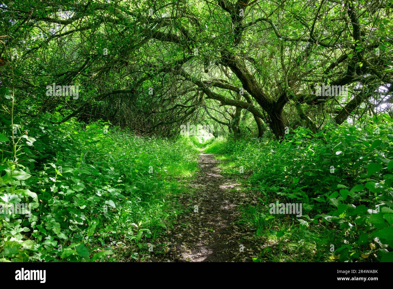 Tree tunnel hi-res stock photography and images - Alamy