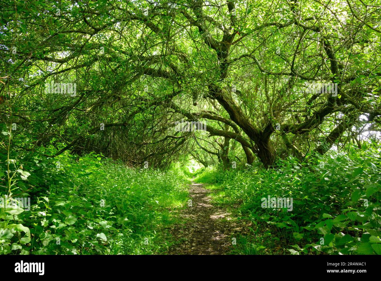 Tree tunnel hi-res stock photography and images - Alamy
