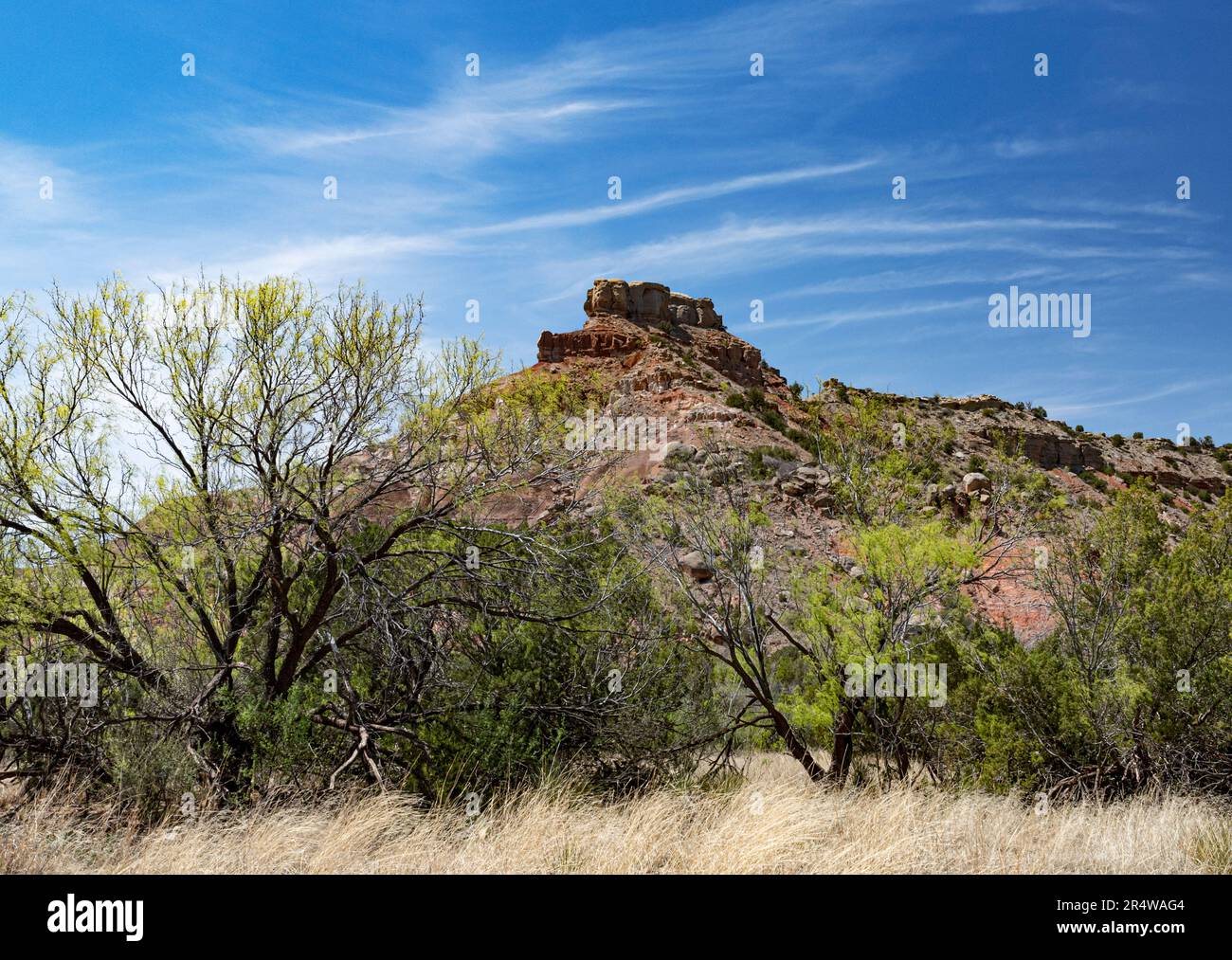 Spring shrubs and trees come alive in May, Palo Duro Canyon State Park ...