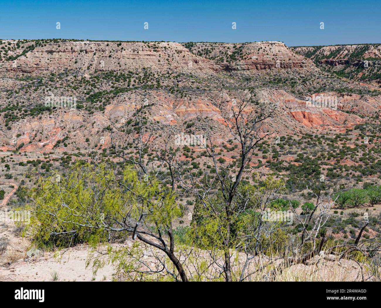 Spring color adds contrast to the colorful canyon walls, Palo Duro ...