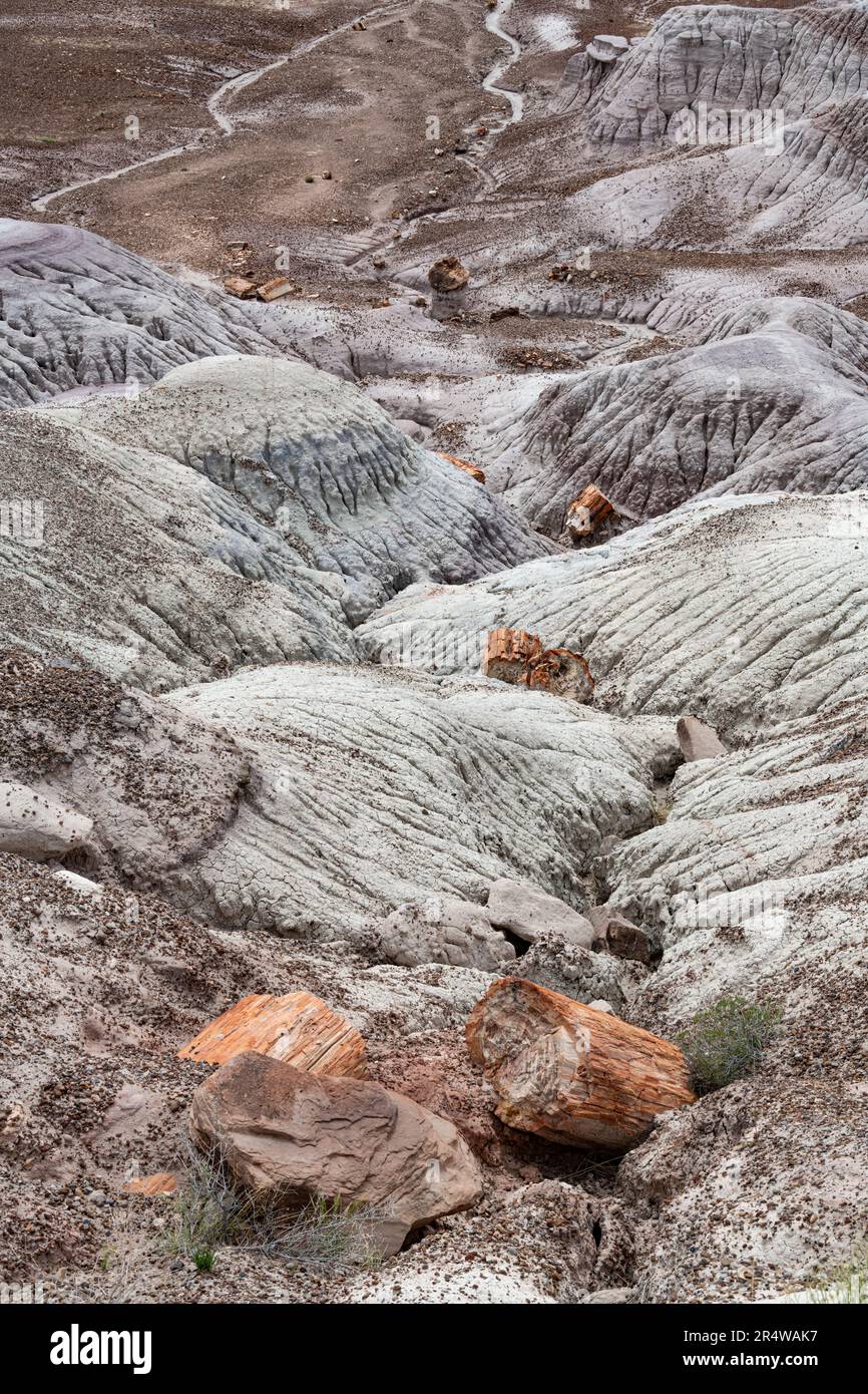 Petrified logs and erosion patterns create bands of texture and color, Painted Desert, Petrified ...