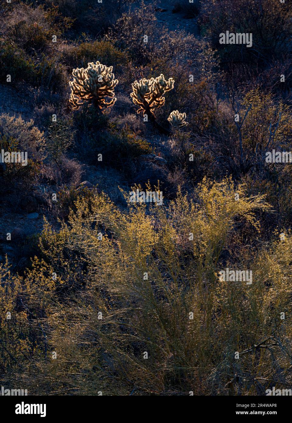 Teddy Bear Cholla (Cylindropuntia Bigelovii) and Palo Verde shrubs ...