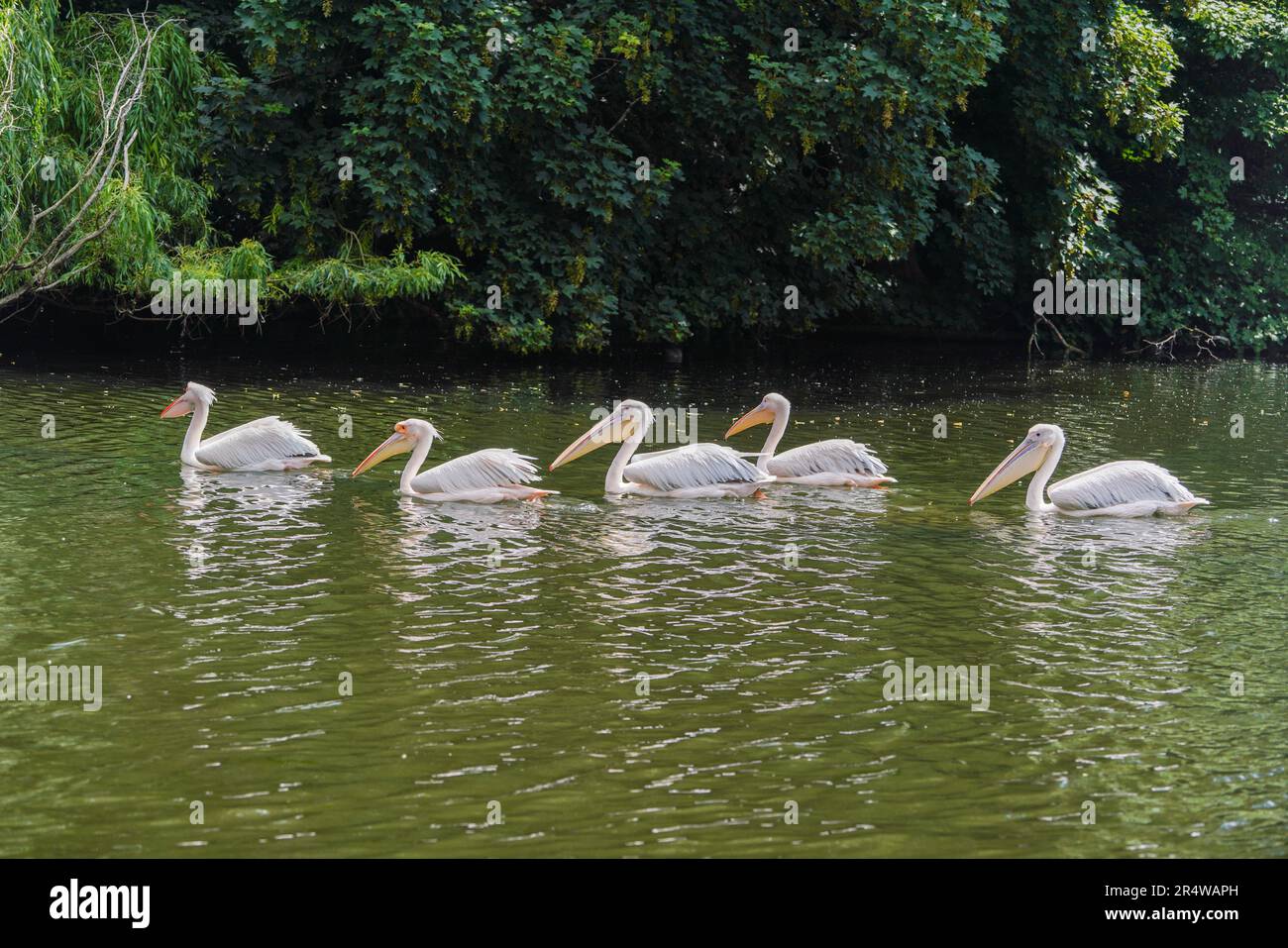 Saint james park pelican hi-res stock photography and images - Alamy