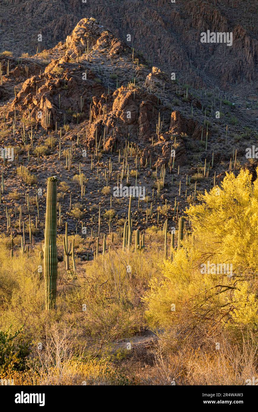 Palo verde shrubs hi-res stock photography and images - Alamy