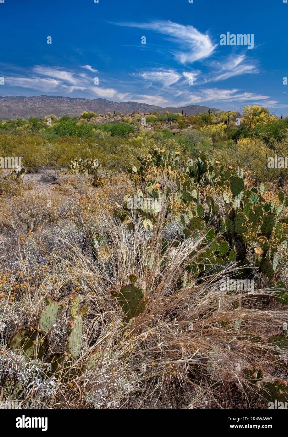 The Sonoran Desert comes alive with spring blooms in May, Saguaro ...