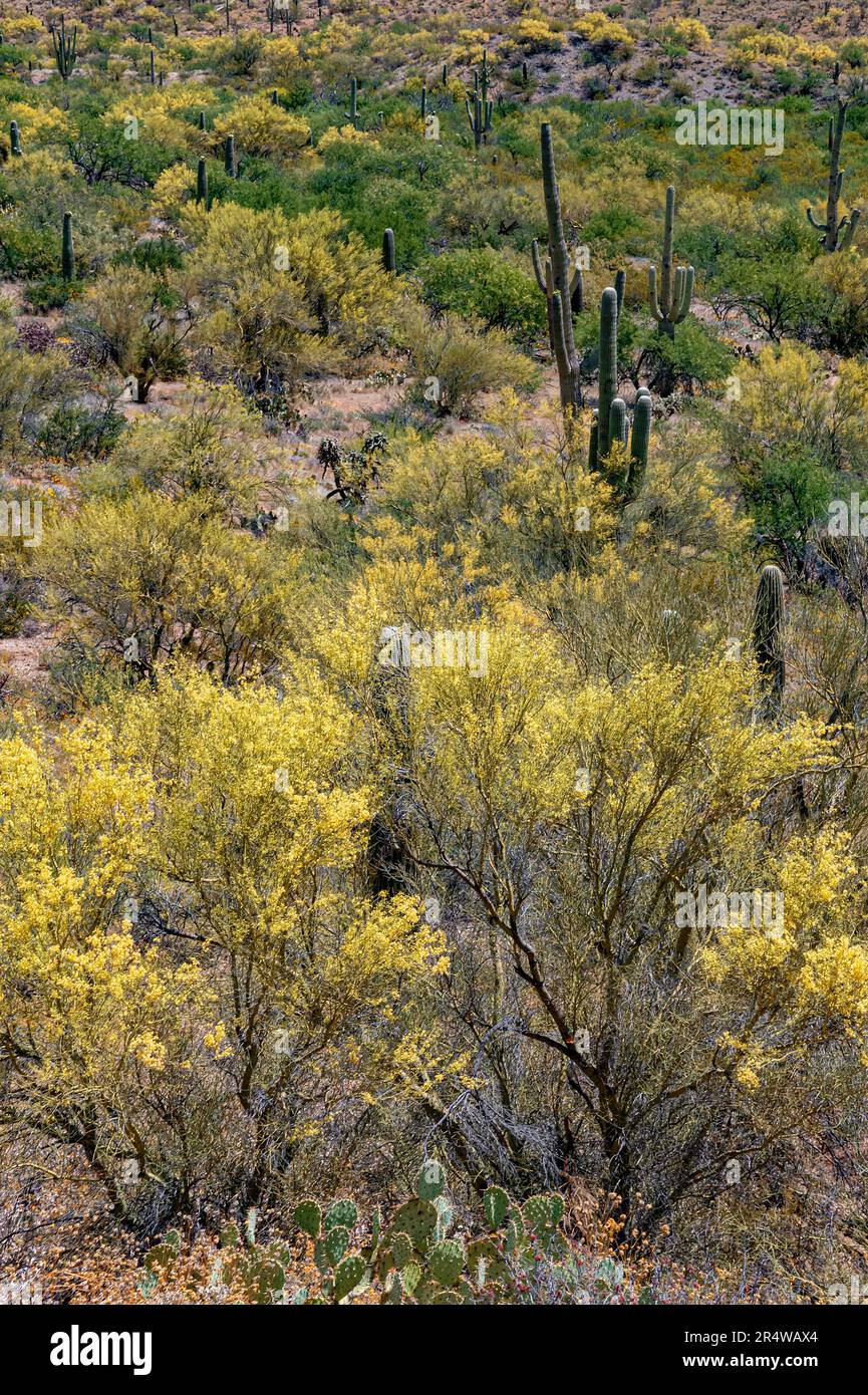 Saguaro cacti, Palo Verde shrubs and Priclkly Pear cacti are common ...
