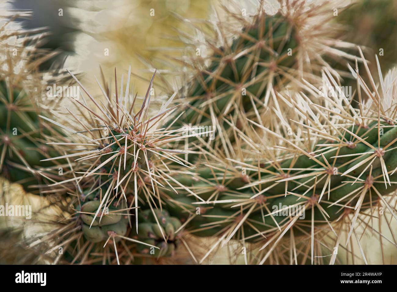 The spines of a Teddy Bear Cholla Cactus look threatening, Saguaro ...