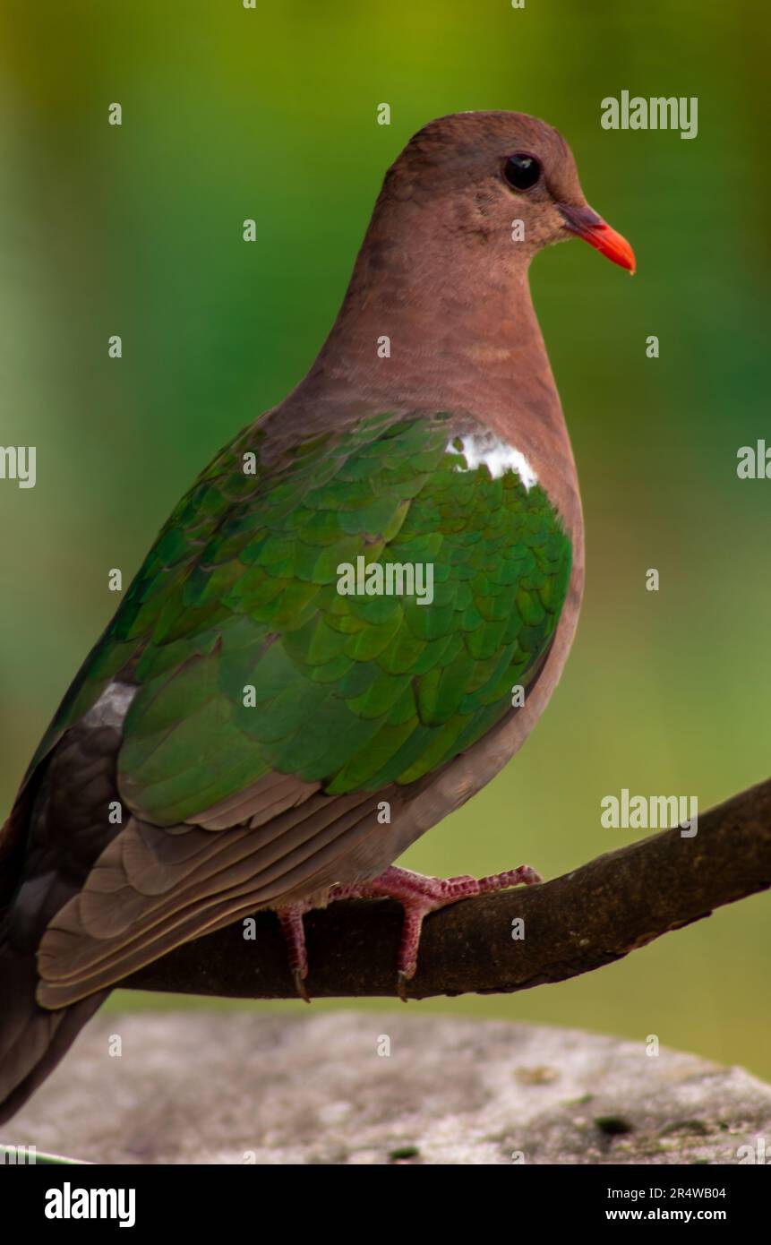 Pacific emerald dove hi-res stock photography and images - Alamy