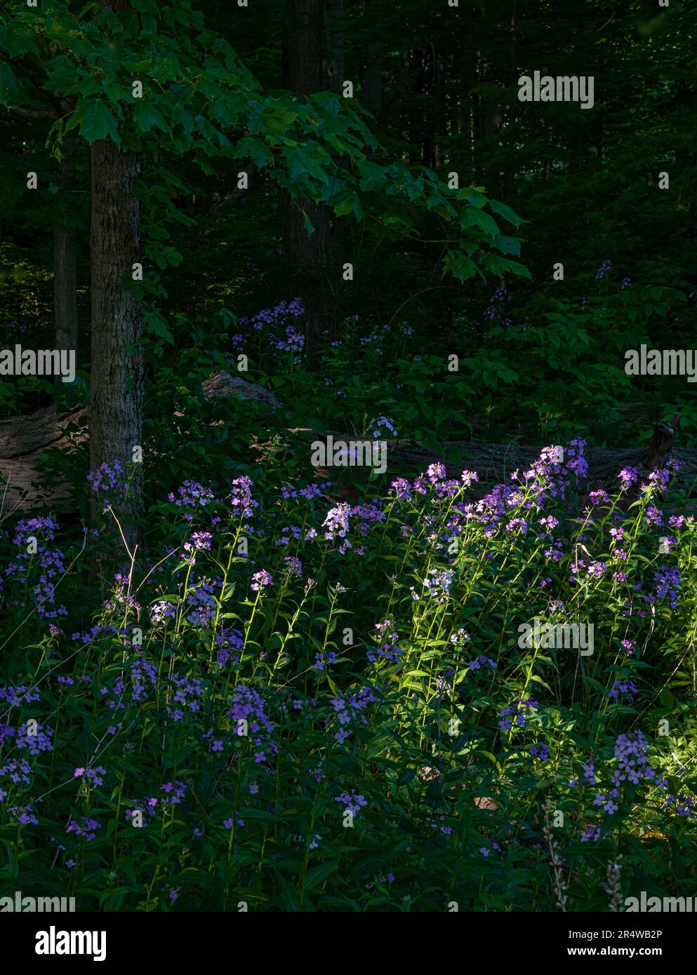 The Woodland Pholx (Phlox divaricata) is a common native late spring ...