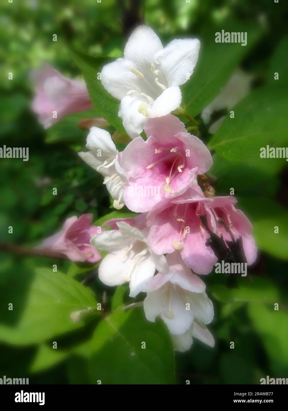 Pure natural patterns in the environment. Close up / macro colour ...