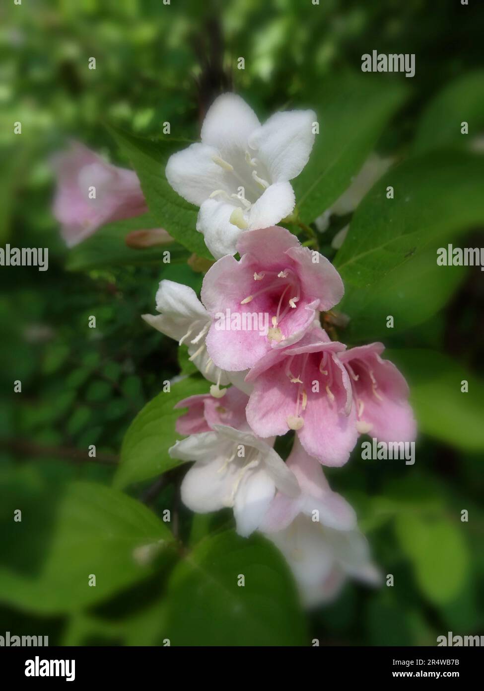 Pure natural patterns in the environment. Close up / macro colour ...