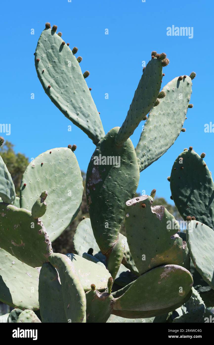 Opuntia, prickly pear cactus plant with flavorful fruit on Malta Stock ...