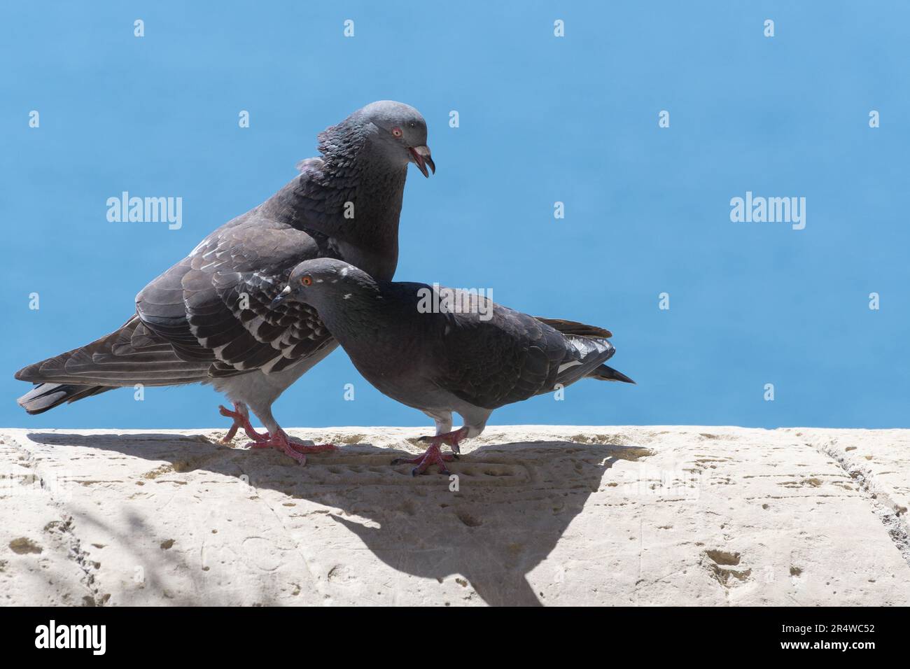 Two affectionate pigeons on a stone wall. Romance, love, mating ...