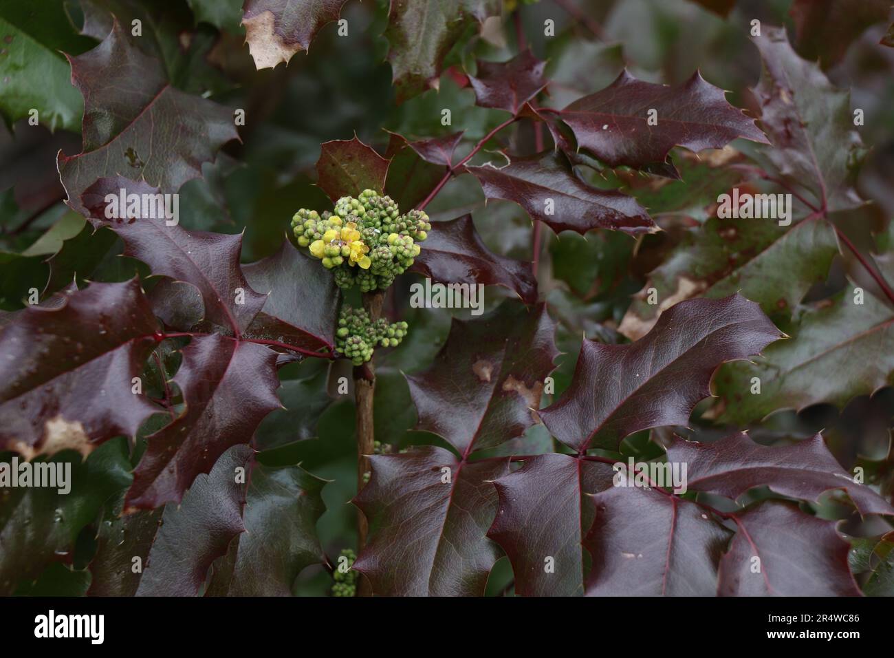Mahonia repens hi-res stock photography and images - Alamy