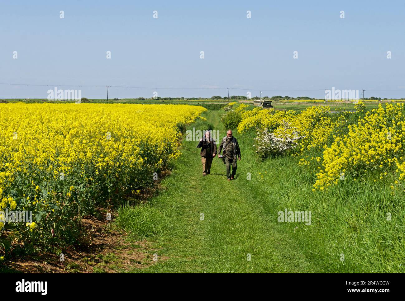 Two bird-watchers at Kilnsea wetlands, near Spurn Point, East Yorkshire ...