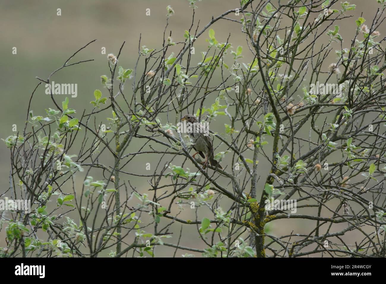 Ammer sommer hi-res stock photography and images - Alamy