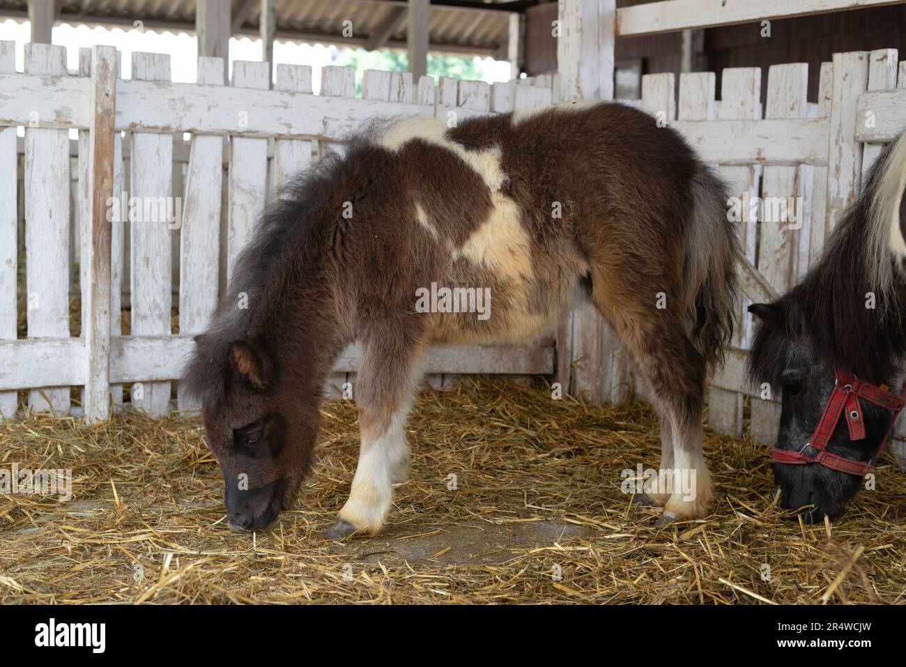 Beautiful pony hi-res stock photography and images - Alamy